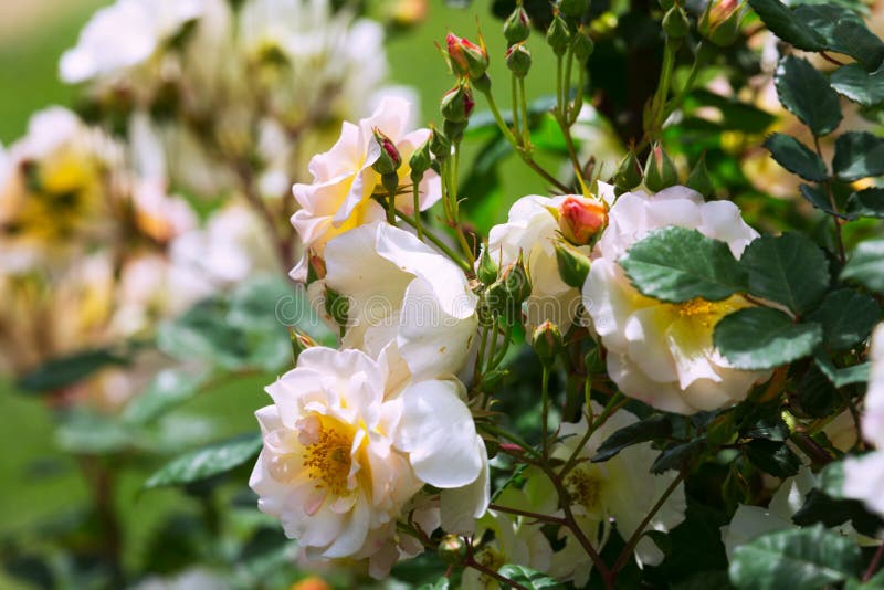 Roses plant in spring stock image. Image of roses, rose - 81078533