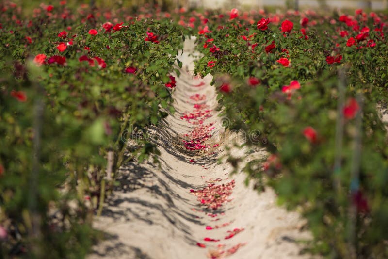 Roses stock image. Image of tropical, rose, flower, green - 49543877