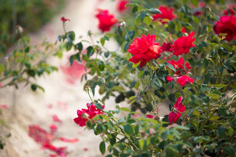 Roses stock photo. Image of tropical, flower, rose, plantation - 49544548
