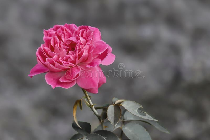 Roses are Plants with Sharp Thorny Stems and Smooth, Smooth Bark Stock ...