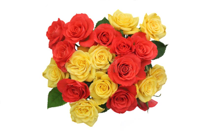 Posy of roses stock photo. Image of fresh, flower, posy - 10662626