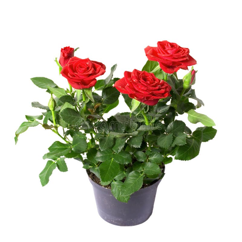 Pink Rose in the Flower Pot Stock Image - Image of potted, ornamental ...