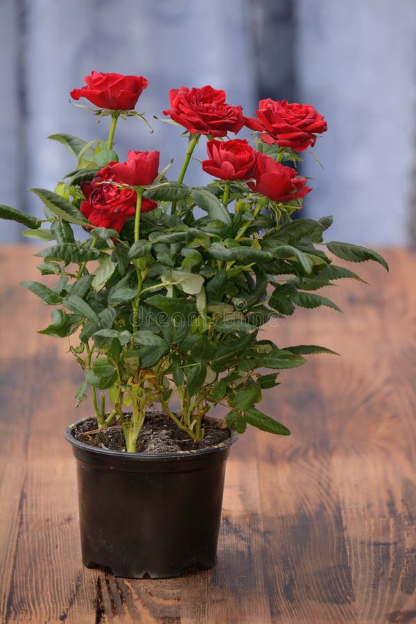 Roses in a Pot on a Wooden Table Top Stock Image - Image of bouquet ...