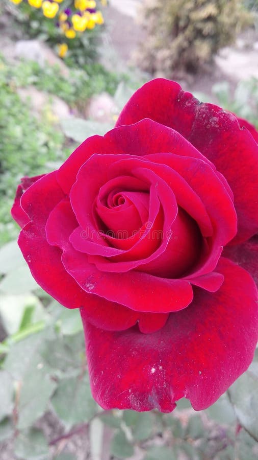 Roses stock image. Image of white, today, roses, spring - 92248249