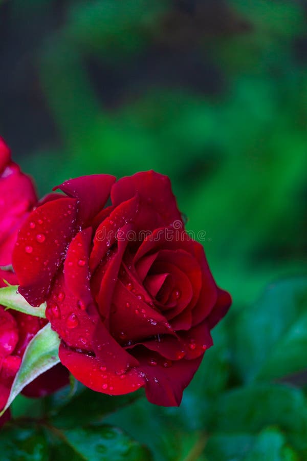 Roses after Rain in the Garden. Selective Focus. Blurred Background ...