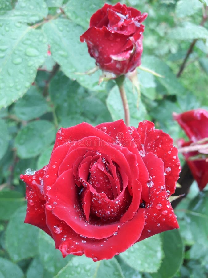 Red Roses with Raindrops in the Garden. Sunny Summer Day after Rain ...
