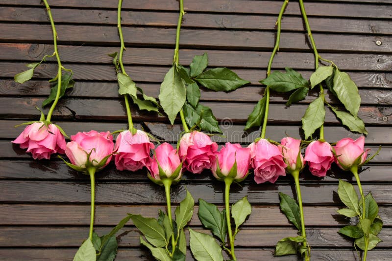 Roses range stock photo. Image of flowers, range, floor - 74607040