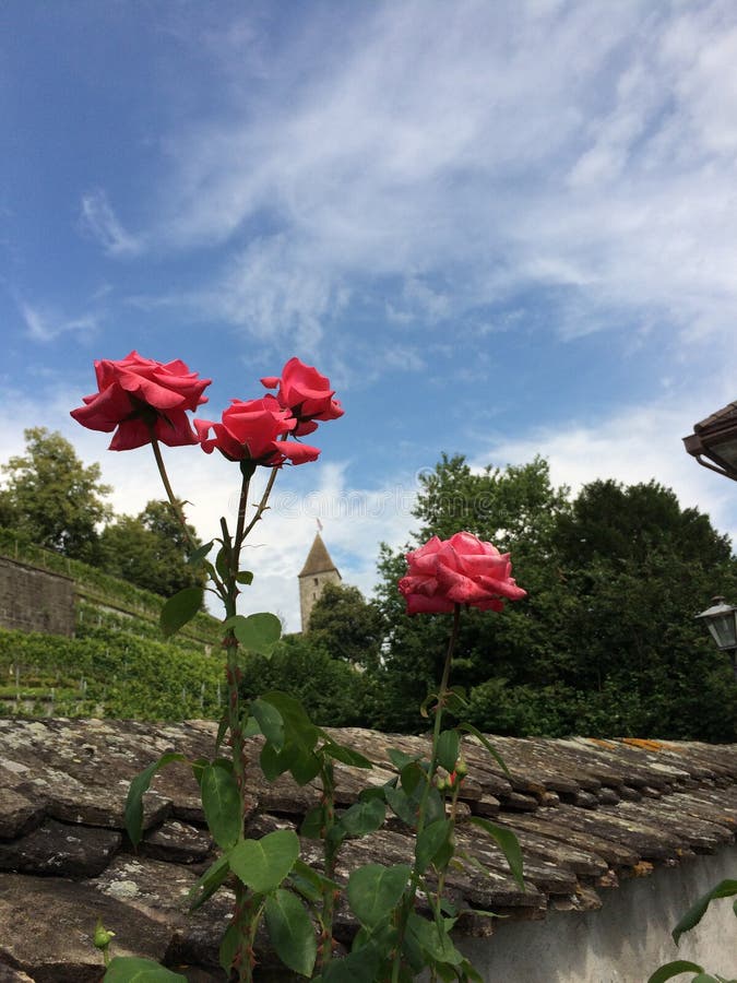 Rapperswil , Switzerland stock photo. Image of rapperswil - 42644268