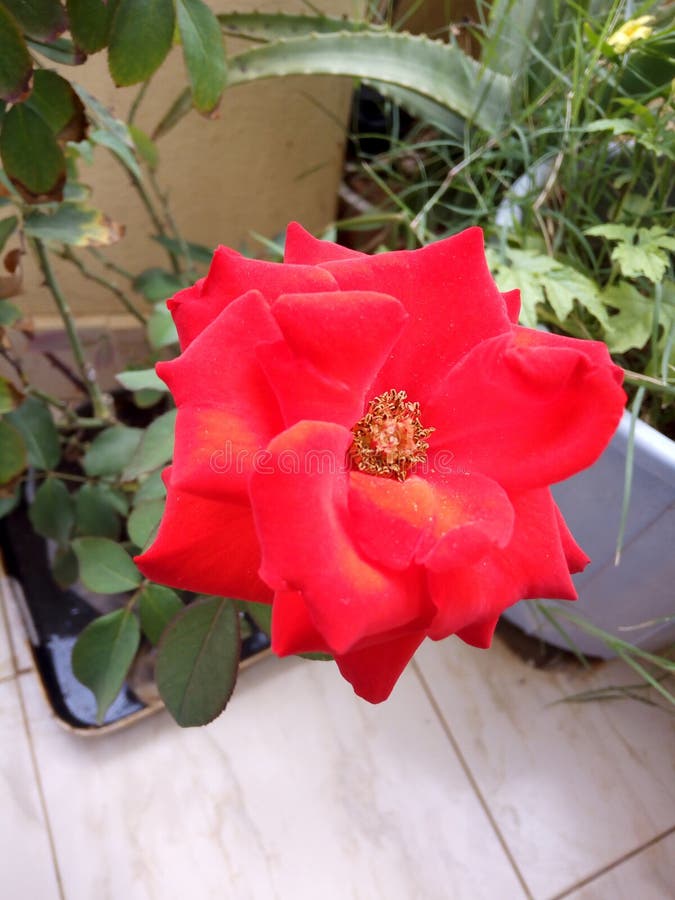 Roses stock image. Image of roses, flowers, collection - 118860423