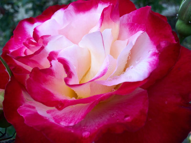 Rose spring stock image. Image of spring, flowers, garden - 78939301