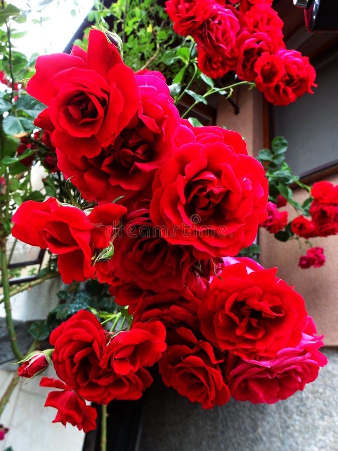 Roses stock image. Image of garden, greenery, roses, resting - 73358043