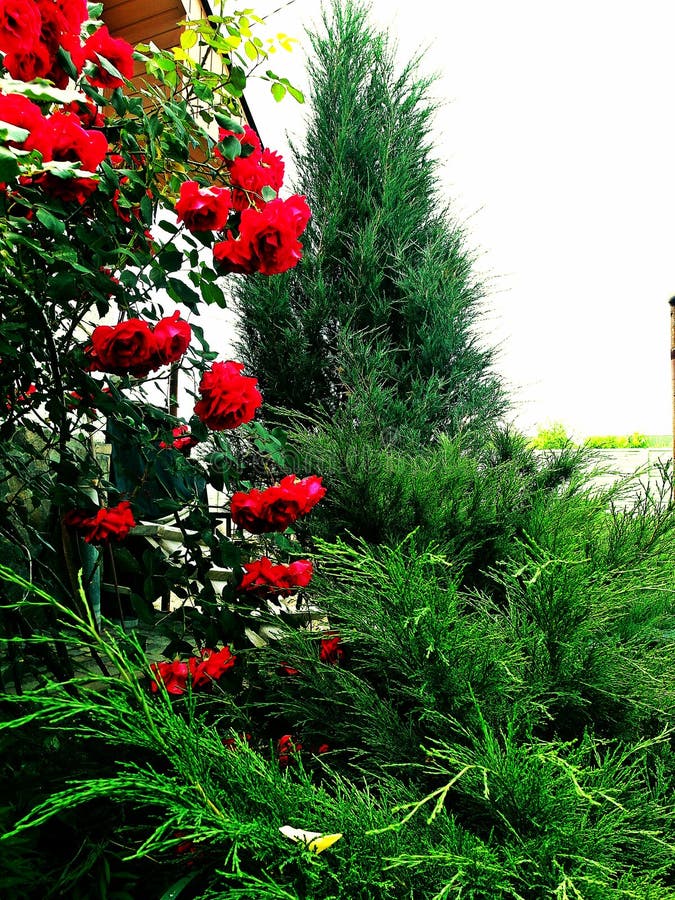 Roses stock image. Image of garden, composed, greenery - 73358085