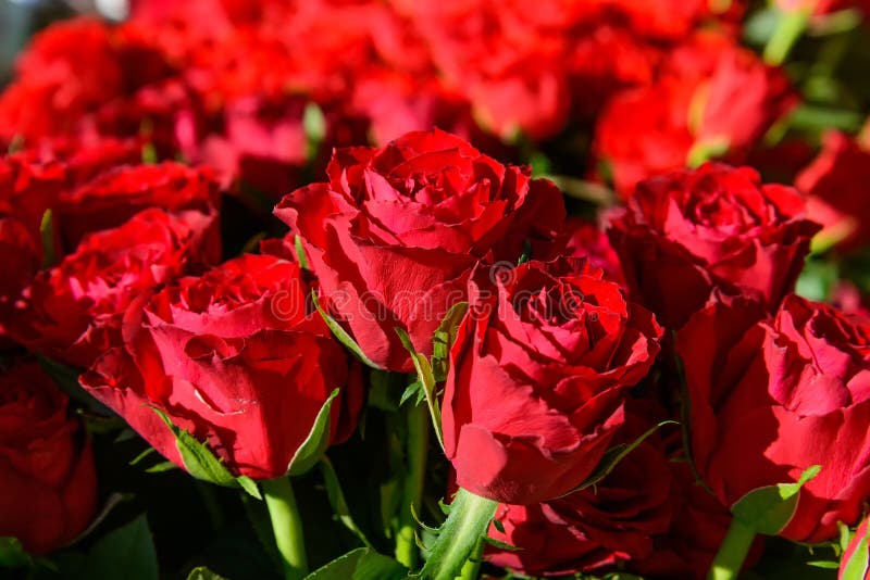 Roses stock image. Image of flowers, saint, flowery, valentine - 67285063