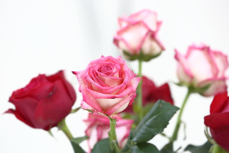 Roses stock photo. Image of flower, petal, bouquet, love - 63293378