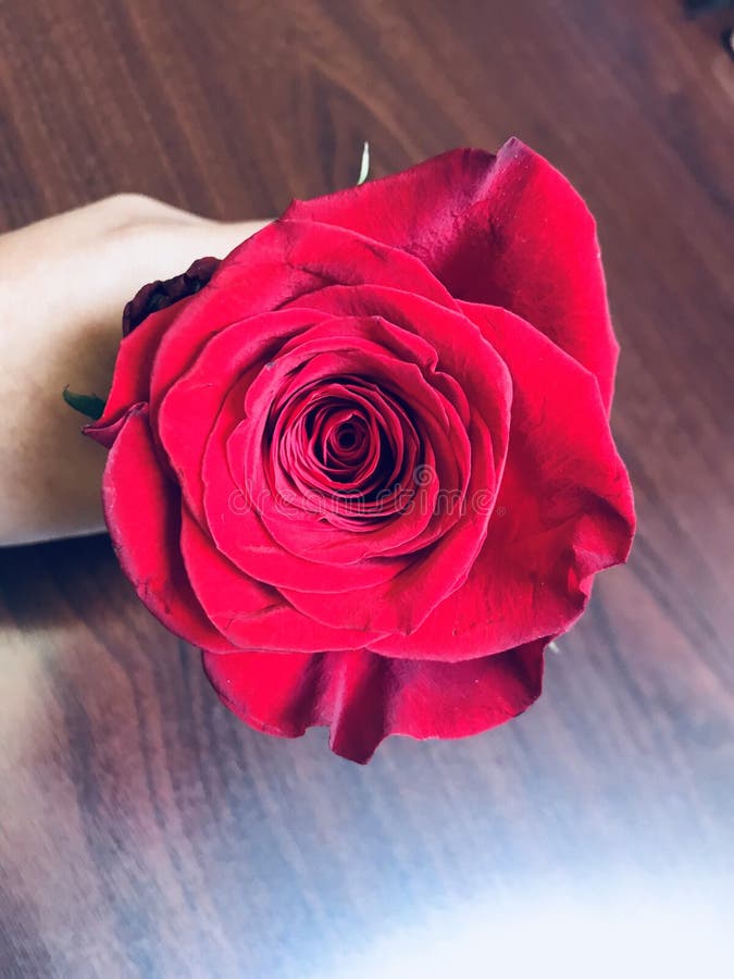 Roses stock photo. Image of love, romance, amor, roses - 131280344