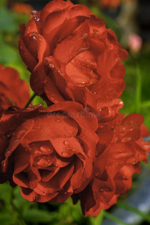 Roses are Red stock image. Image of plant, nature, water - 41228373