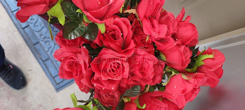 Roses are red violets. stock image. Image of shrub, rose - 232603259