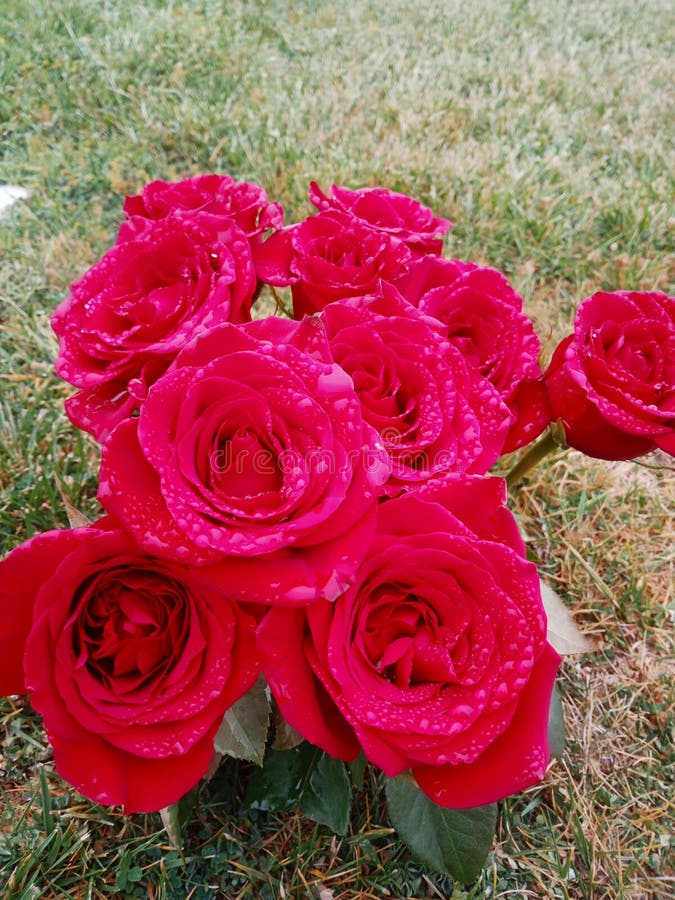 Roses of Rememberance stock photo. Image of gravesite - 168698012