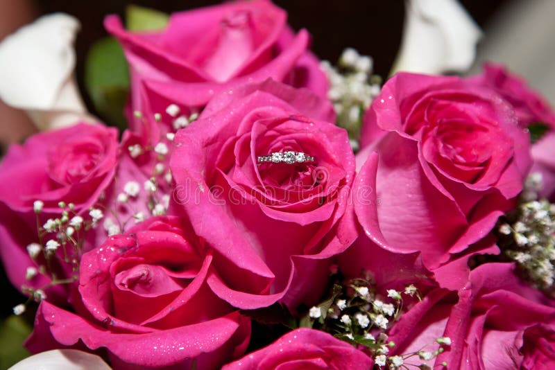 Roses with ring stock photo. Image of wedding, baby, engaged - 22927984