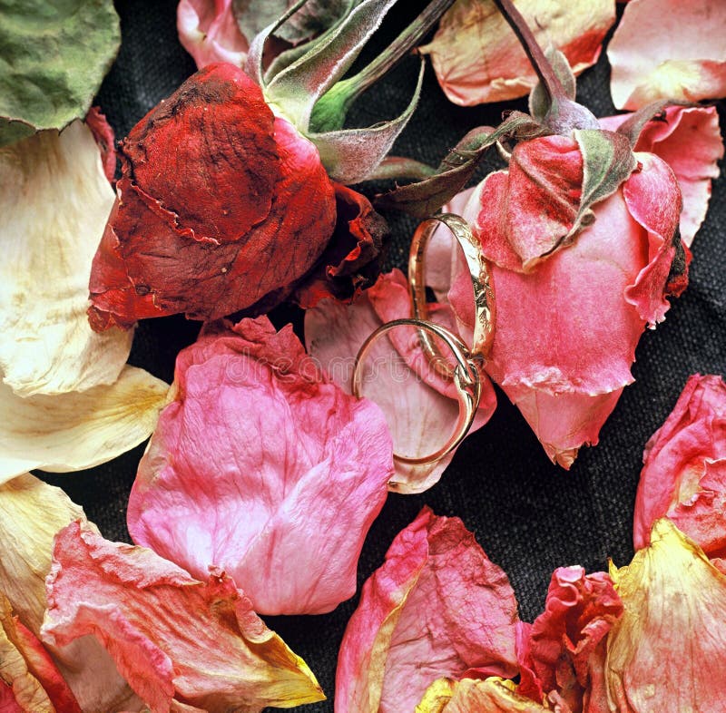 Roses and Rings stock photo. Image of rings, happiness - 189198