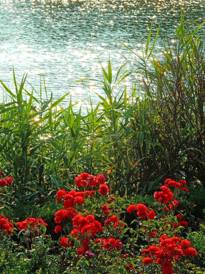 Roses by the river stock image. Image of seasonal, sunlight - 92392035