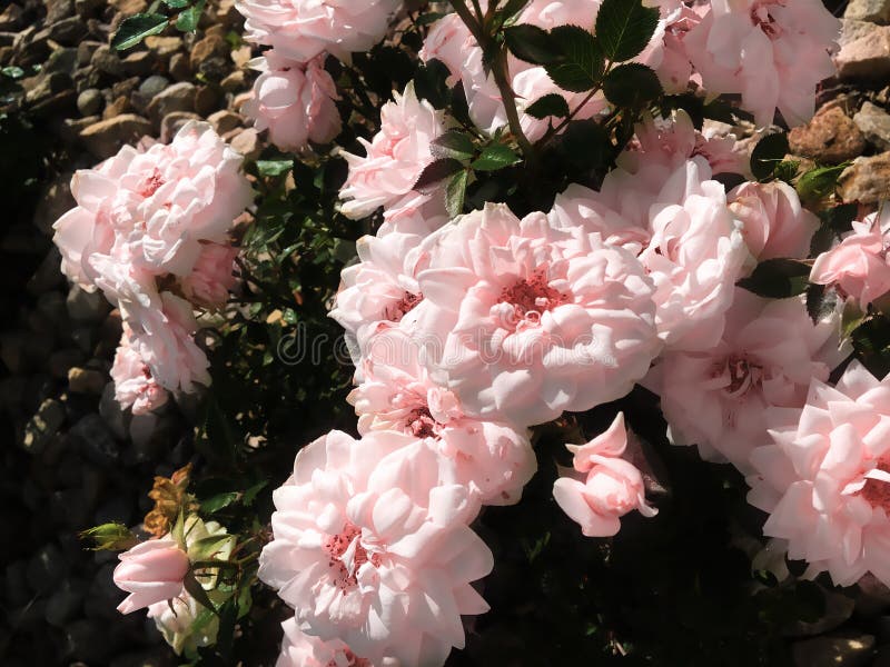 Roses in the Rocks stock image. Image of garden, flower - 94109111