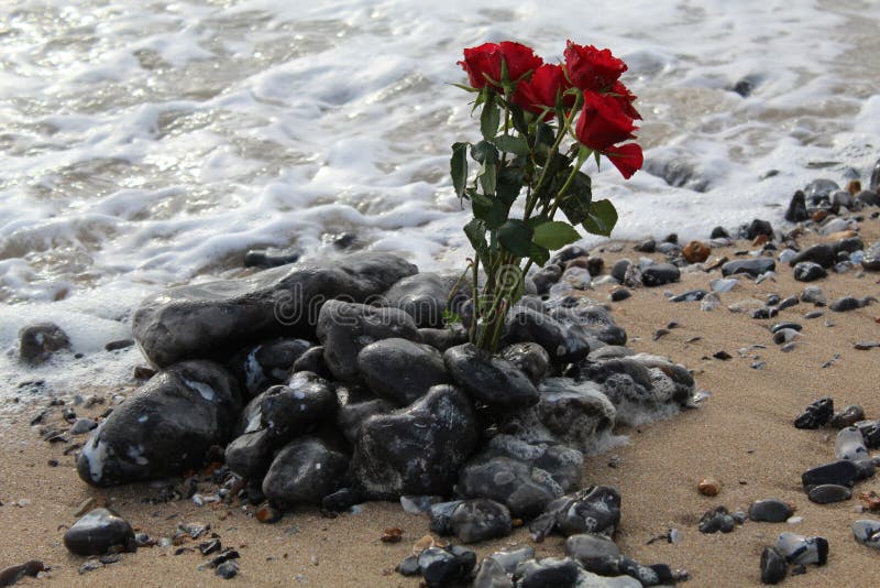 Roses and Rocks stock image. Image of stones, sand, lone - 89199811