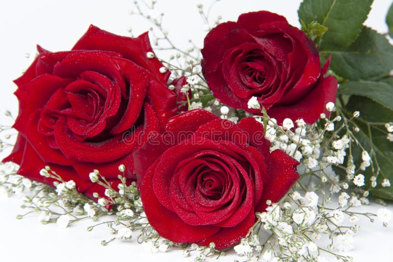 Roses and Romance stock image. Image of rose, droplets - 14783737