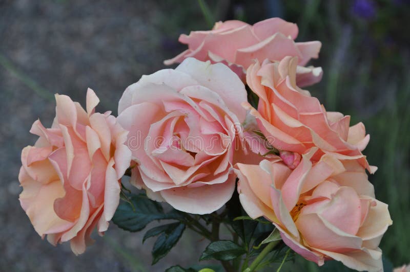 Roses. stock photo. Image of roses, romantic, evening - 96944624