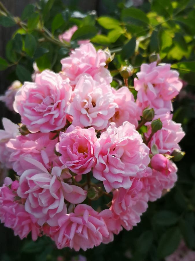 Roses rosadas de Pinocho foto de archivo. Imagen de verano - 163824192