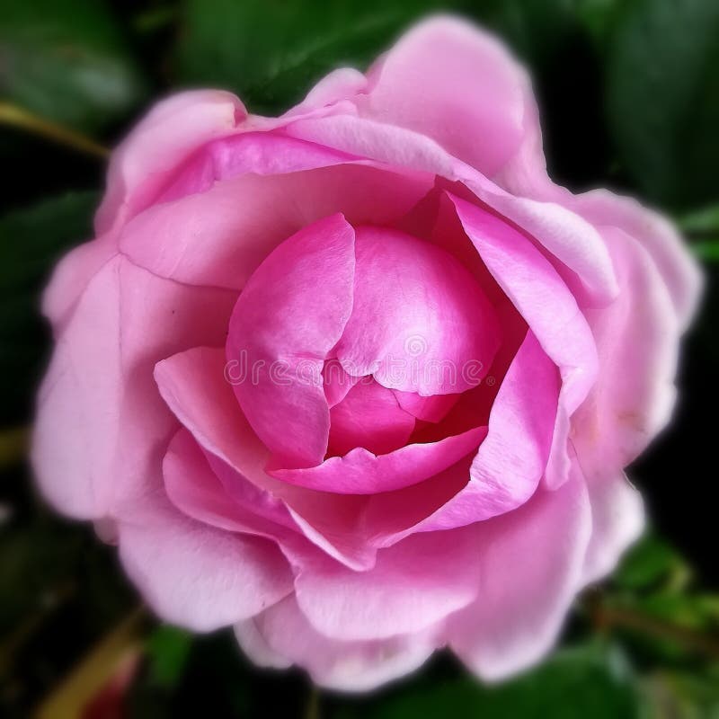 Roses & rose buds stock image. Image of shrub, purple - 193031105