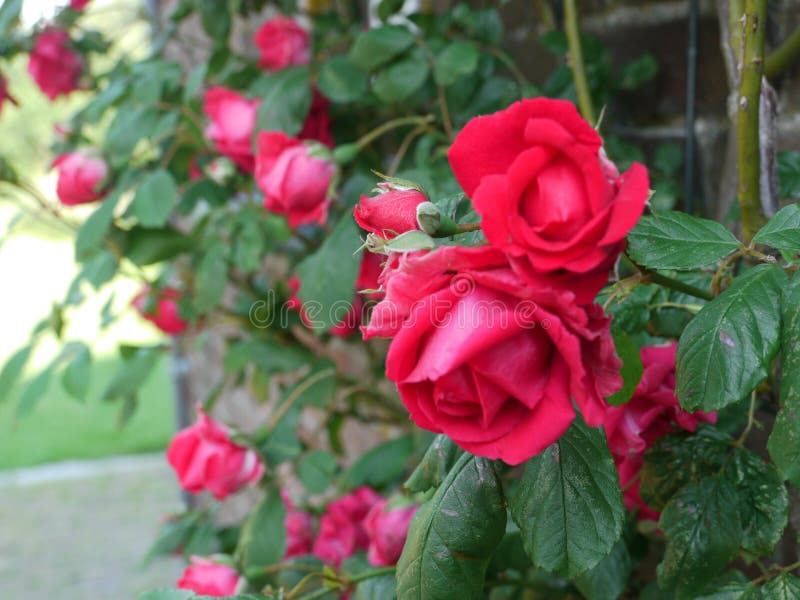 Roses stock photo. Image of bush, rose, wall, roses, rozen - 79689446