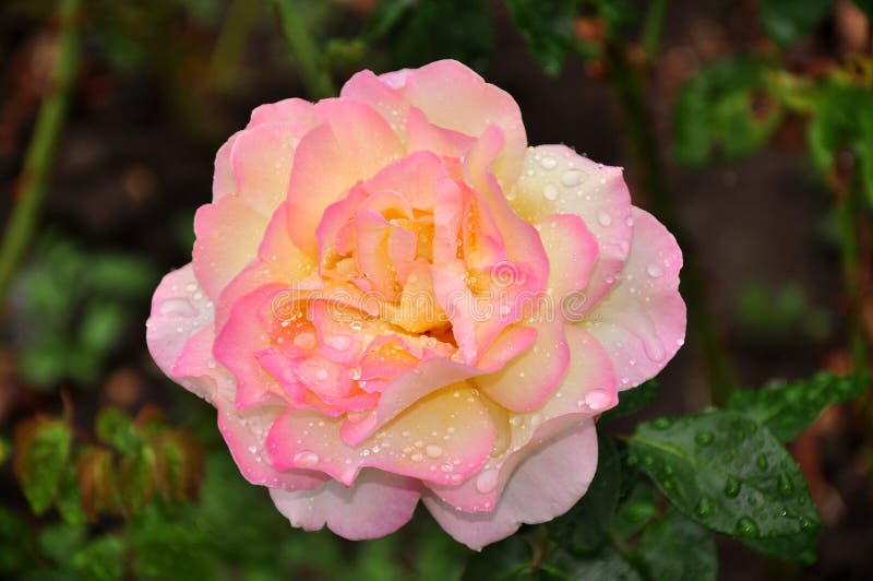 Roses and Rose Bushes, Fragrant Stock Image - Image of flowers, drops ...