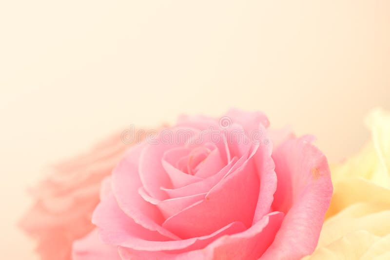 31,631 Roses Rose Clair Photos libres de droits et gratuites de Dreamstime