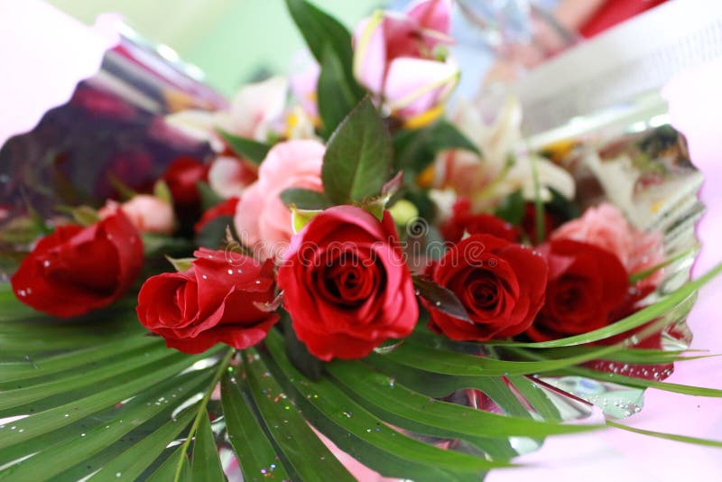 Roses stock photo. Image of flower, roses, flowers, rose - 77611628