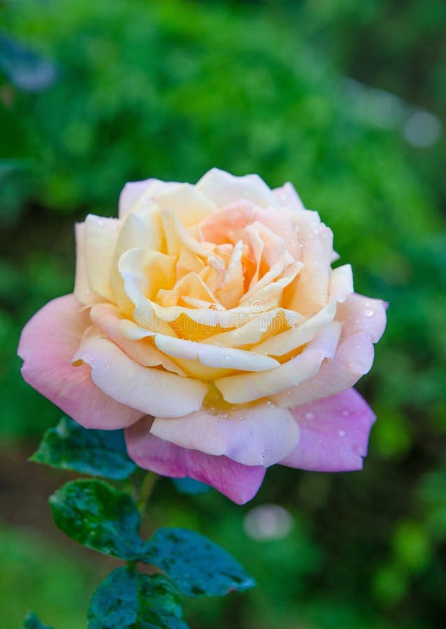 Rose Follower Stock Photos - Free & Royalty-Free Stock Photos from ...