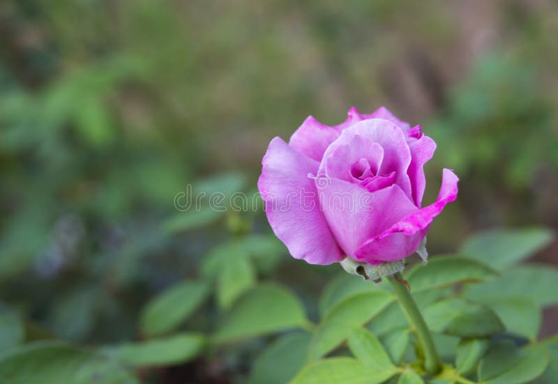 Roses in the Rose Garden, Focus Gentle, Selective Focus Stock Photo ...