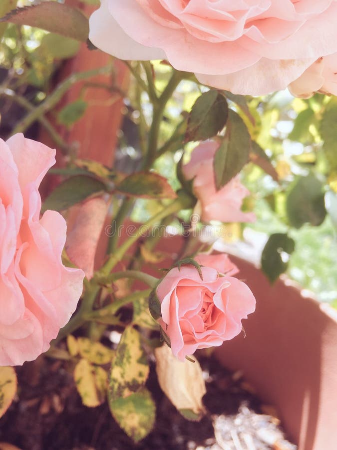 Roses and rosebuds stock photo. Image of roses, rosebuds - 162404330
