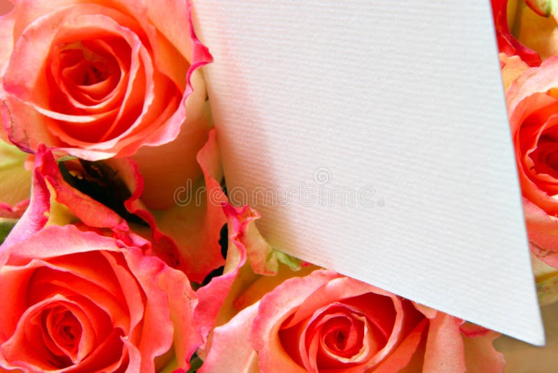 Roses Roses Avec La Carte Vierge De Visite Image stock - Image du ...