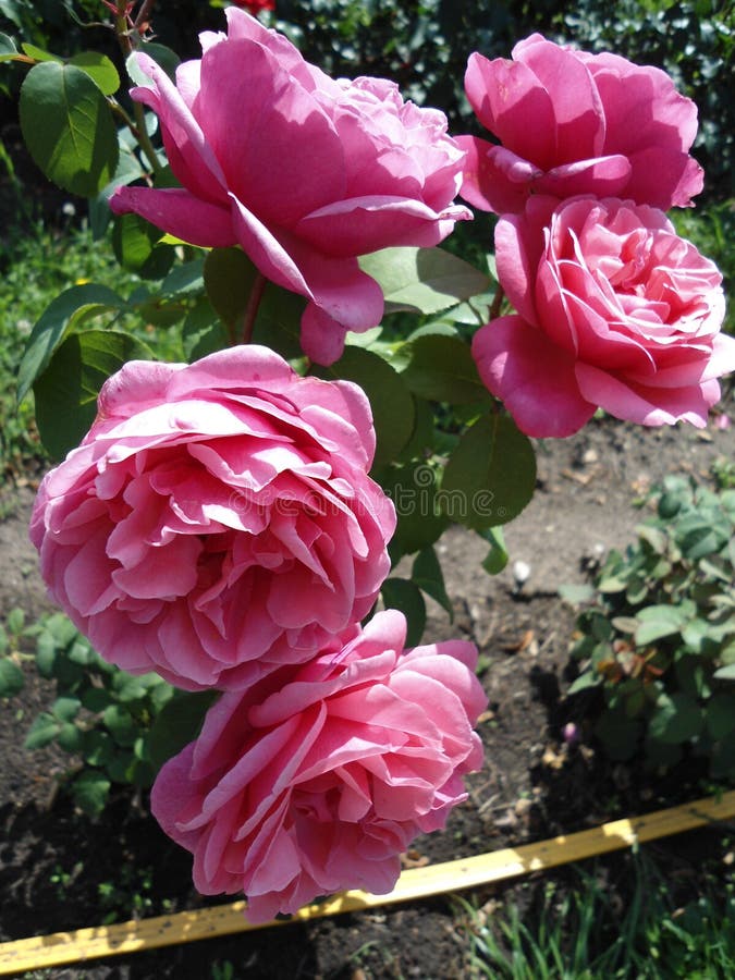 Roses stock image. Image of roses, summer, seasons, nature - 148307985