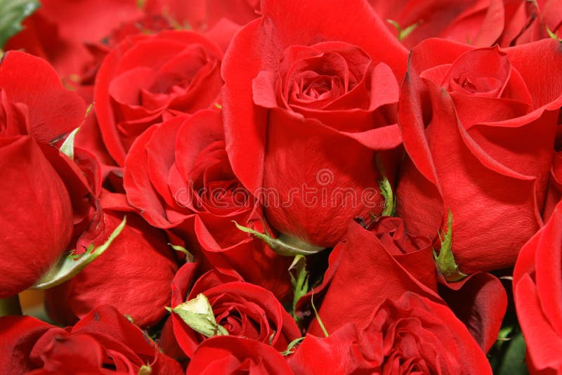 Roses rouges photo stock. Image of centrales, jardinage - 1092564