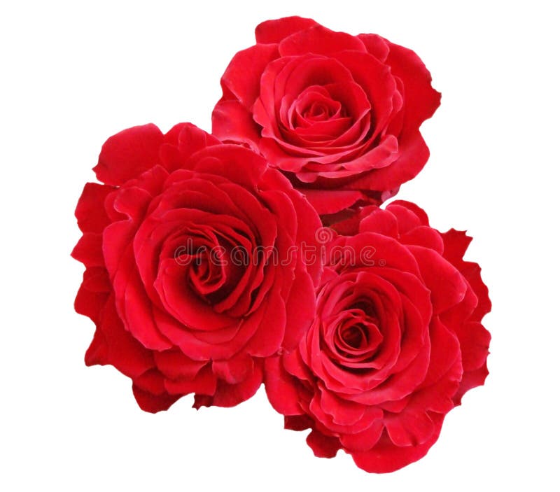 Roses rouges image stock. Image du bouquet, roses, fleur - 18351131