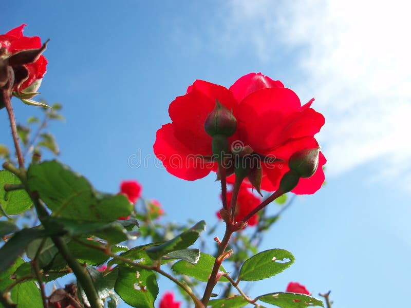 Roses rouges photo stock. Image du amour, stationnement - 265744