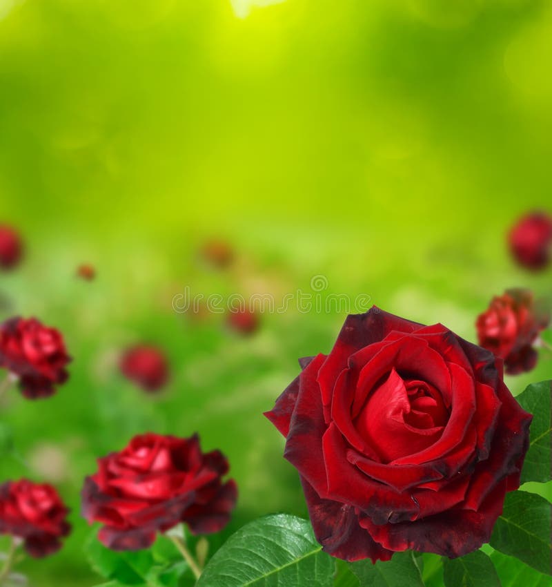 Champ de Rose photo stock. Image du soleil, horizontal - 71522834