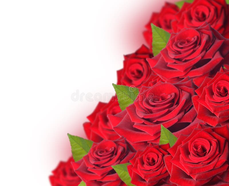 Trois belles roses rouges photo stock. Image du rouge - 3844400