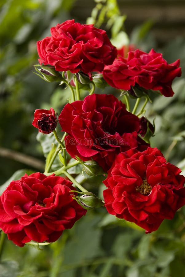 Roses rouges photo stock. Image du fleuraison, roses, jardin - 3805108
