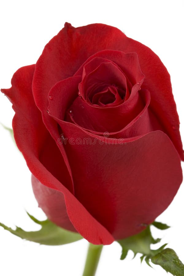 Roses Rouges Avec La Lettre D'amour Image stock - Image du proposition ...