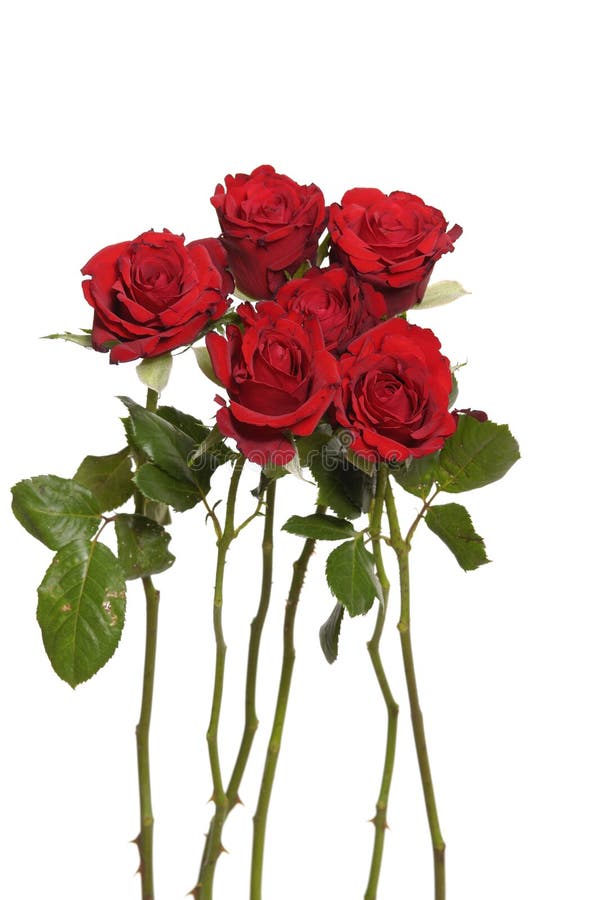 Roses rouges image stock. Image du roman, cadeau, célébrez - 7328863