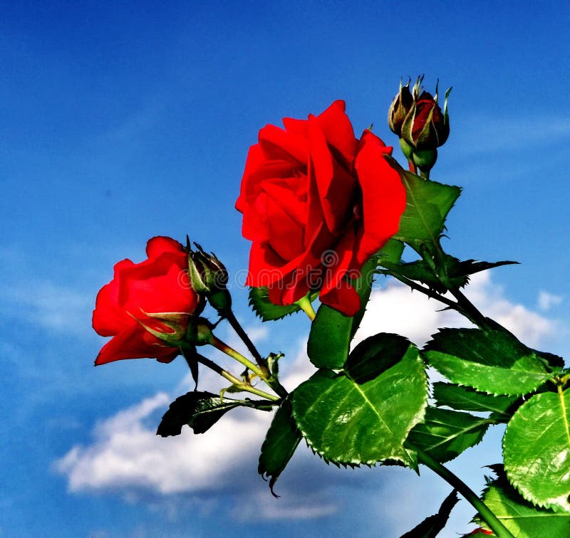 Roses Rouges Contre Un Contexte De Ciel Bleu Image stock - Image du ...