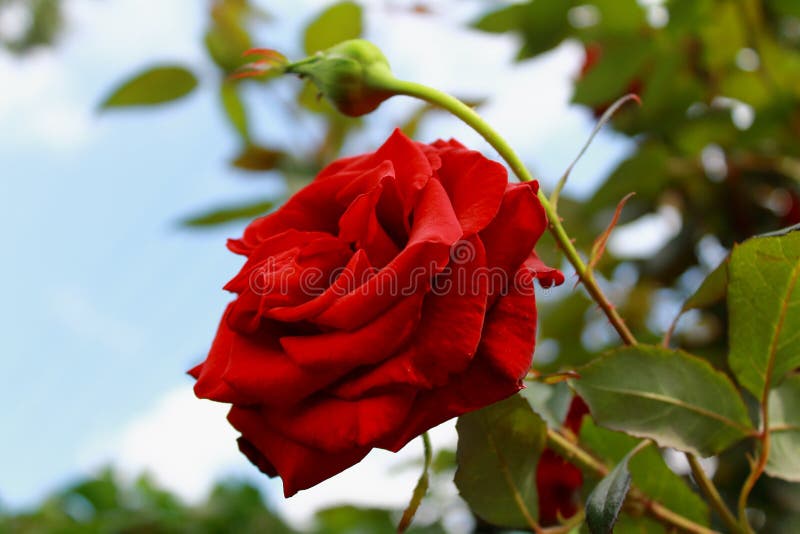 Roses en velours rouge image stock. Image du fleurs - 169385491